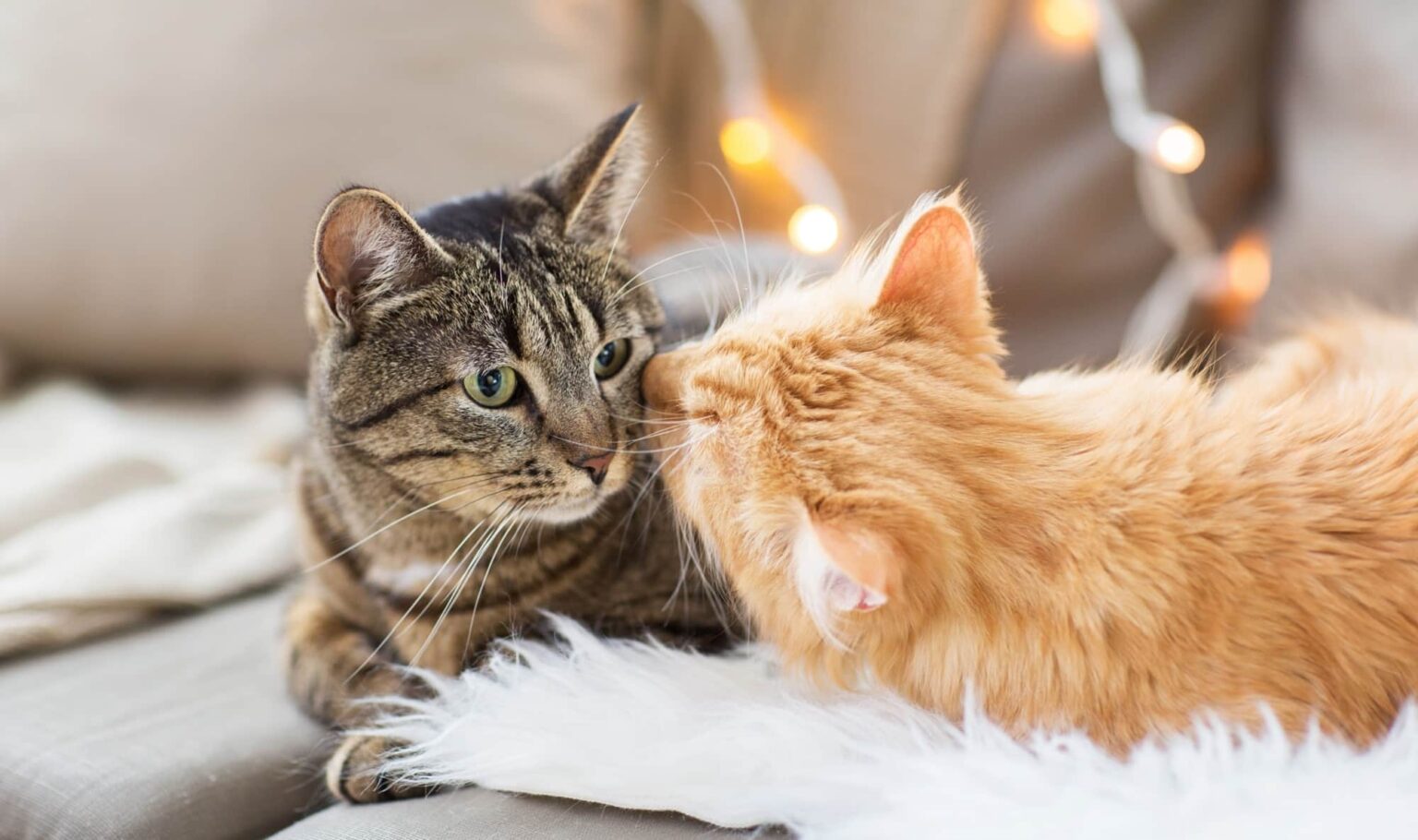 How to Help Your Cat Recover After Spaying or Neutering - Papaya ...