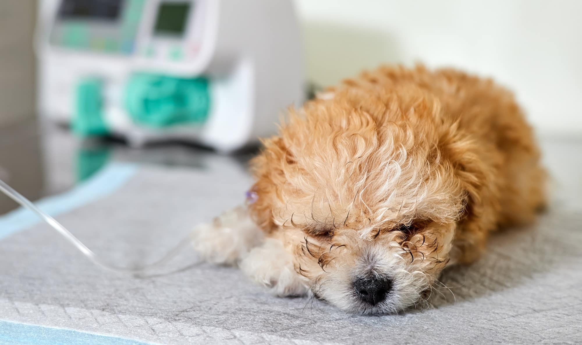 12 Types of Cancers in Dogs and Cats - Papaya Veterinary Care